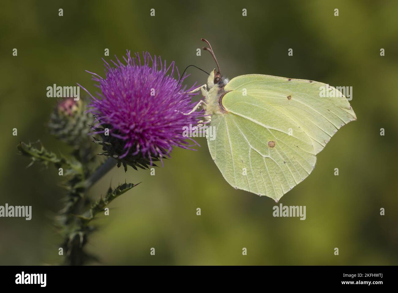 Brimstone profile hi-res stock photography and images - Alamy