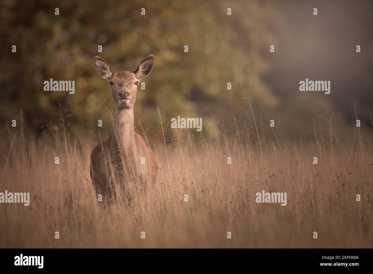 Stunning female red dear, hind. Standing face on in the long wispy ...