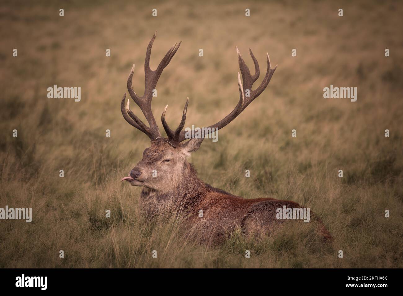 Red deers stag sitting in the grass pulling his tongue out. 12 point ...