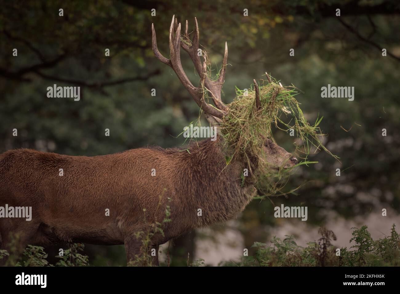 Red deer stag in the green bracken. Grass on its head and antlers Stock ...