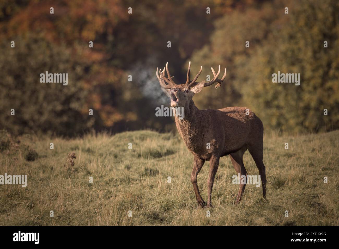 Red stag walking towards the camera, roaring with breath visible in the ...