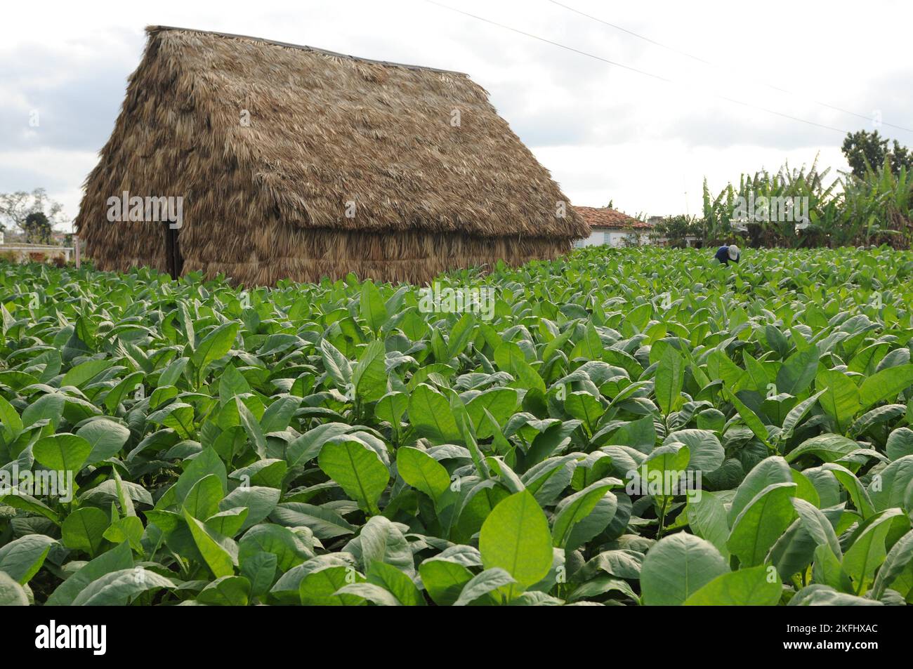 Tobacoo plantations hi-res stock photography and images - Alamy