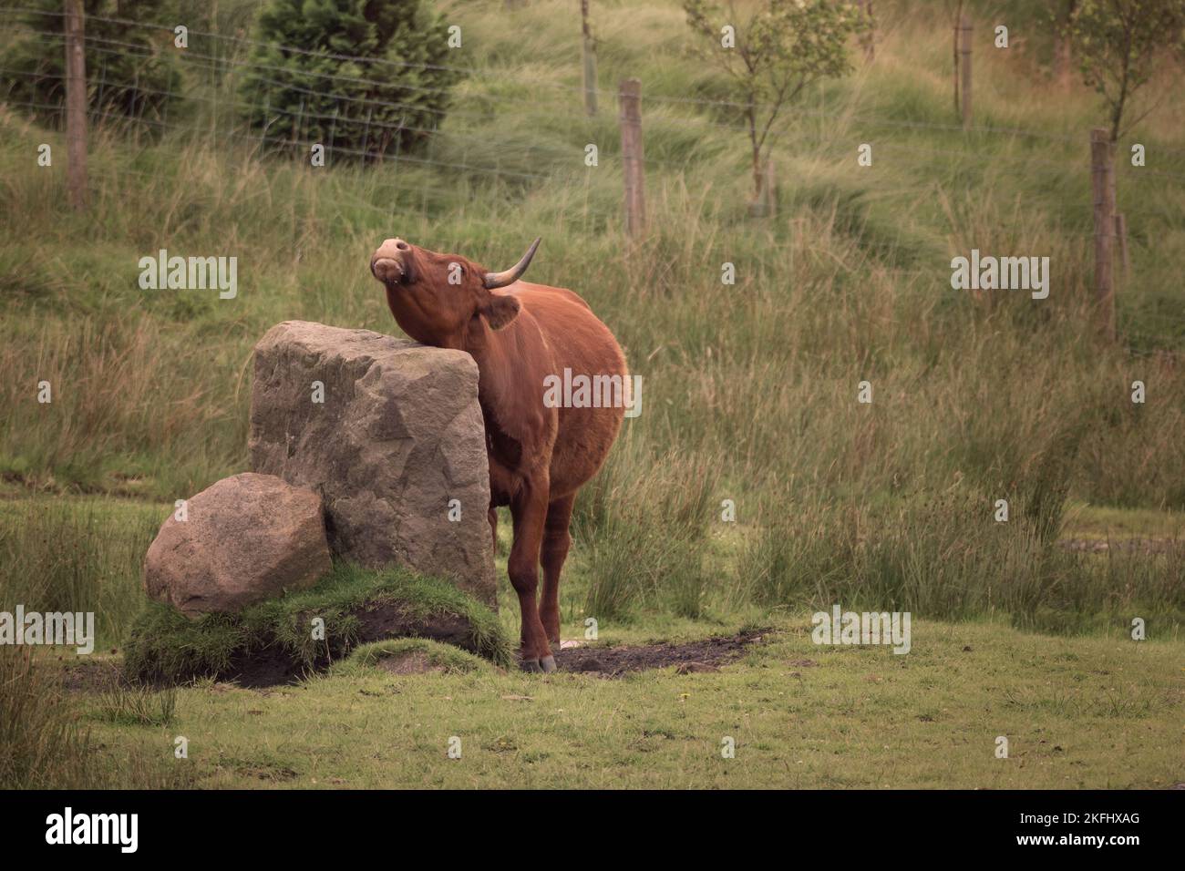 Cow scratching scratch hi-res stock photography and images - Alamy