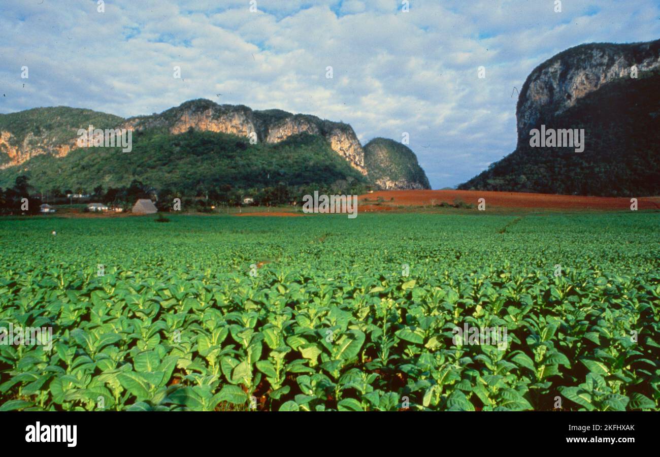 Cuba: Tobacco Plantations in Vinales near Pinar del Rio Stock Photo - Alamy
