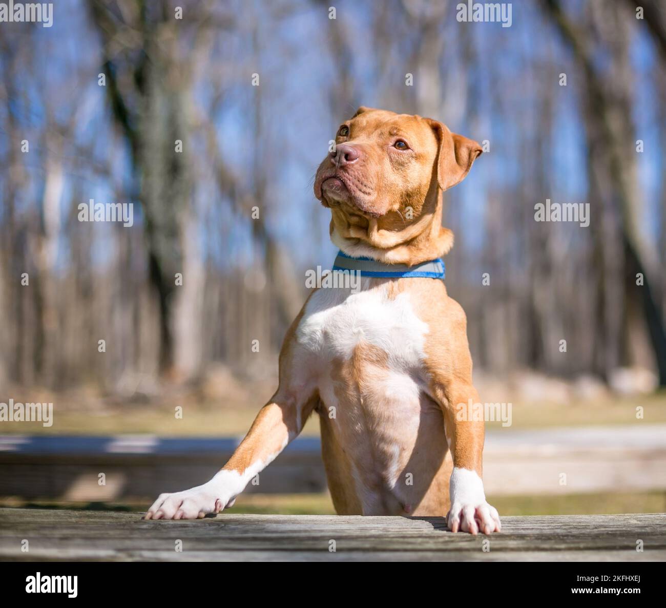 A young red and white Pit Bull Terrier mixed breed dog standing with ...