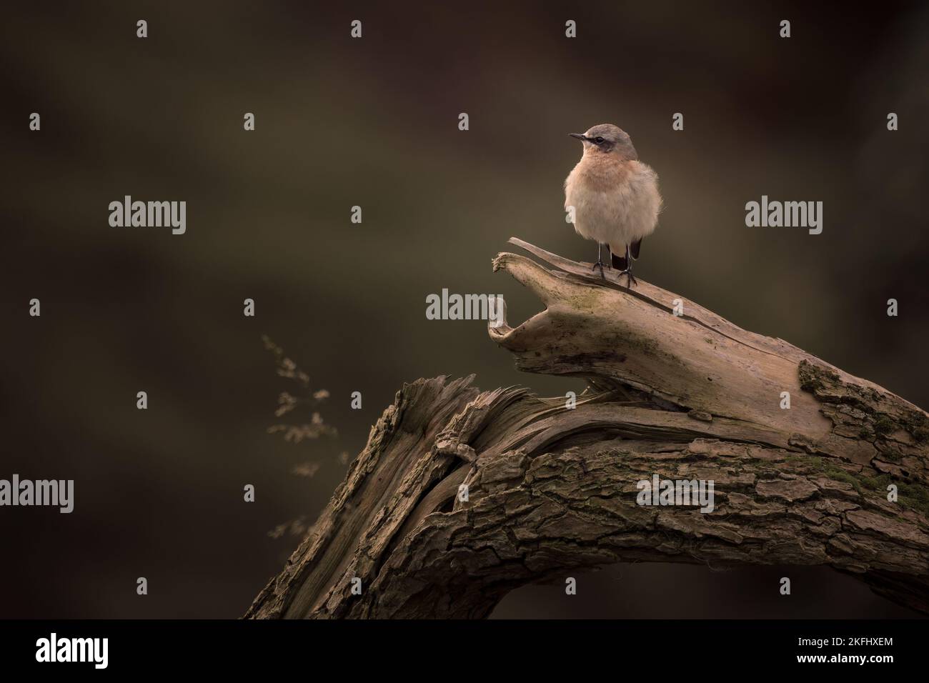 Bent over tree hi-res stock photography and images - Alamy