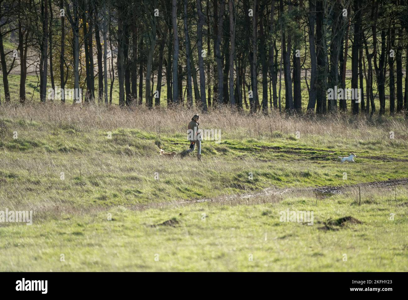 professional lady dog walker with different dog breeds in winter ...