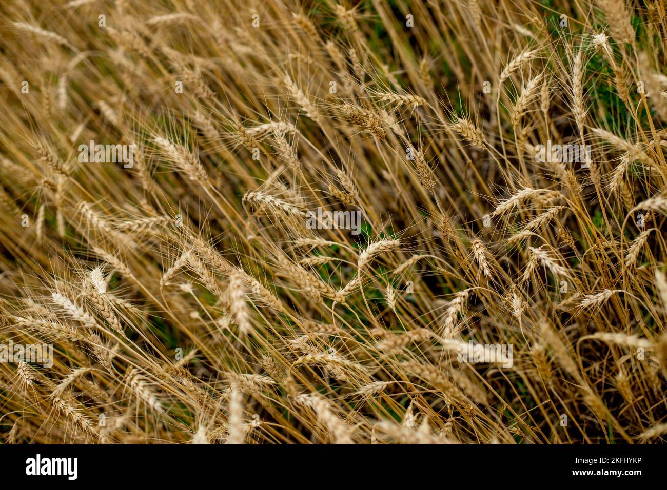 Gold Wheat Field in sunny day. Concept of great harvest and productive ...