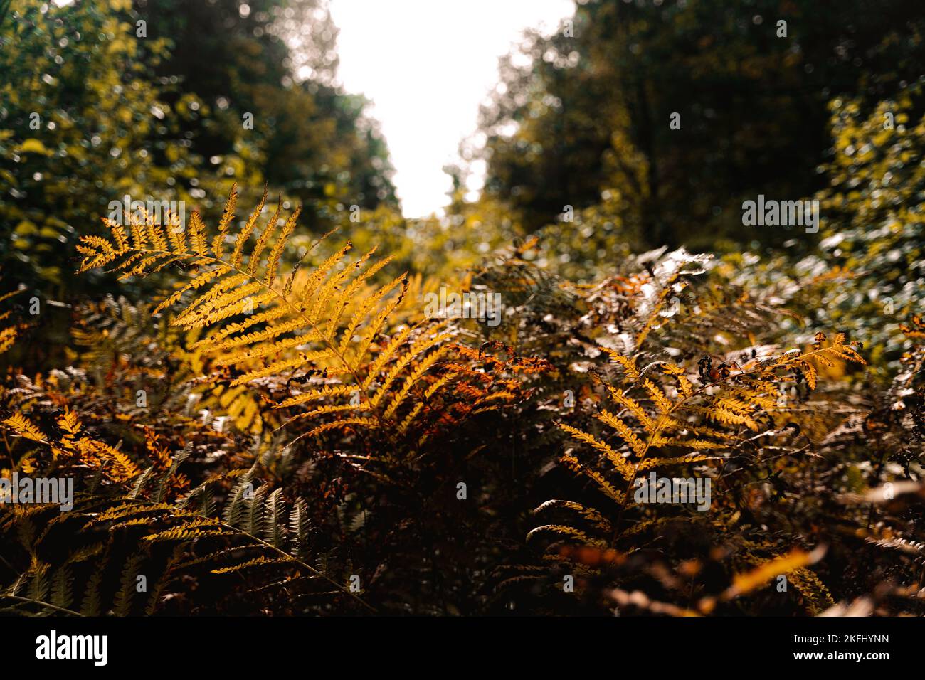 The Fern plants bright yellow from fall season discoloration captured ...