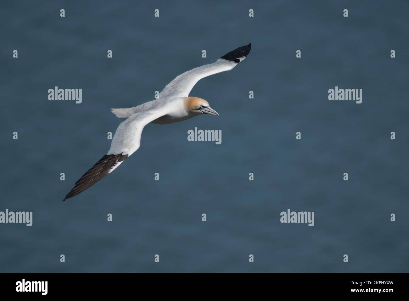 Gannet in flight with wings fully opened. Turquoise blue sea in the ...