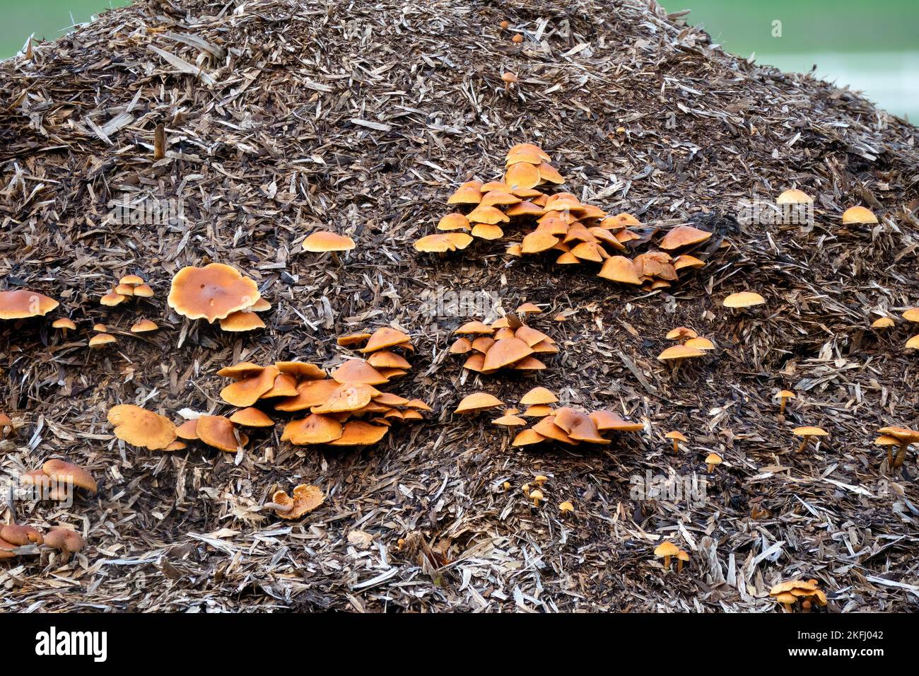 a large troop of Polypore mushroom (Meripilus giganteus) growing on a ...