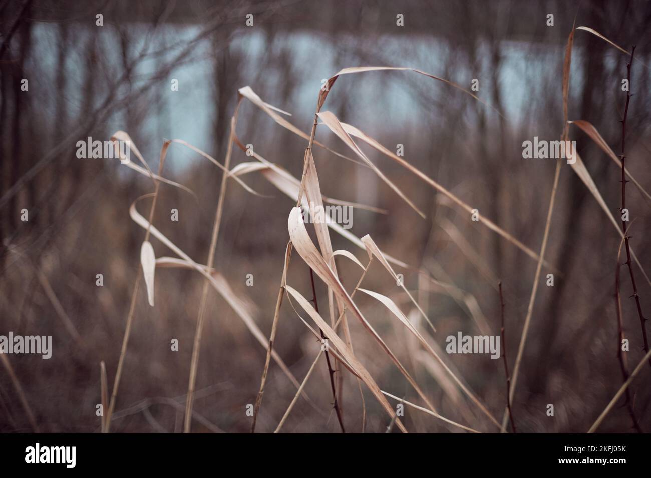 A close up of phragmites australis plant Stock Photo - Alamy