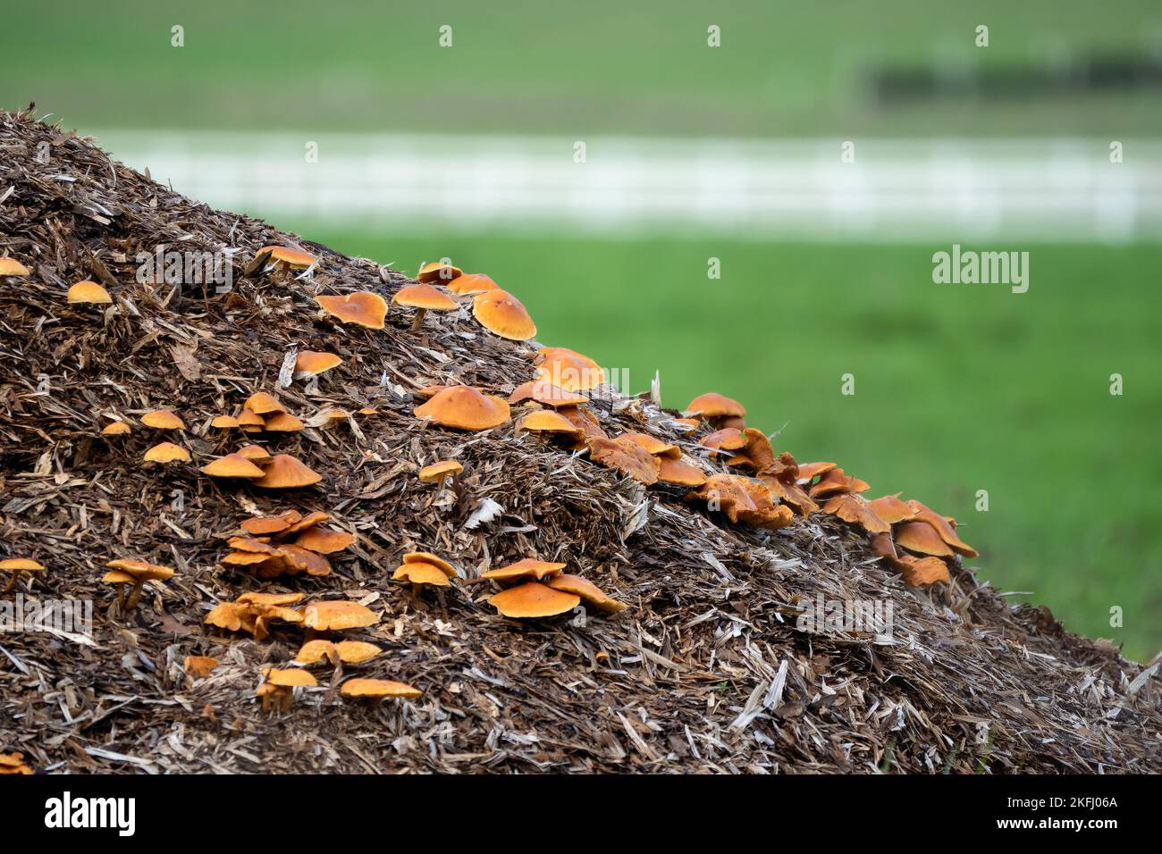 a large troop of Polypore mushroom (Meripilus giganteus) growing on a ...