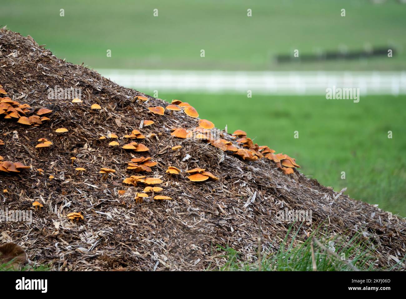a large troop of Polypore mushroom (Meripilus giganteus) growing on a ...