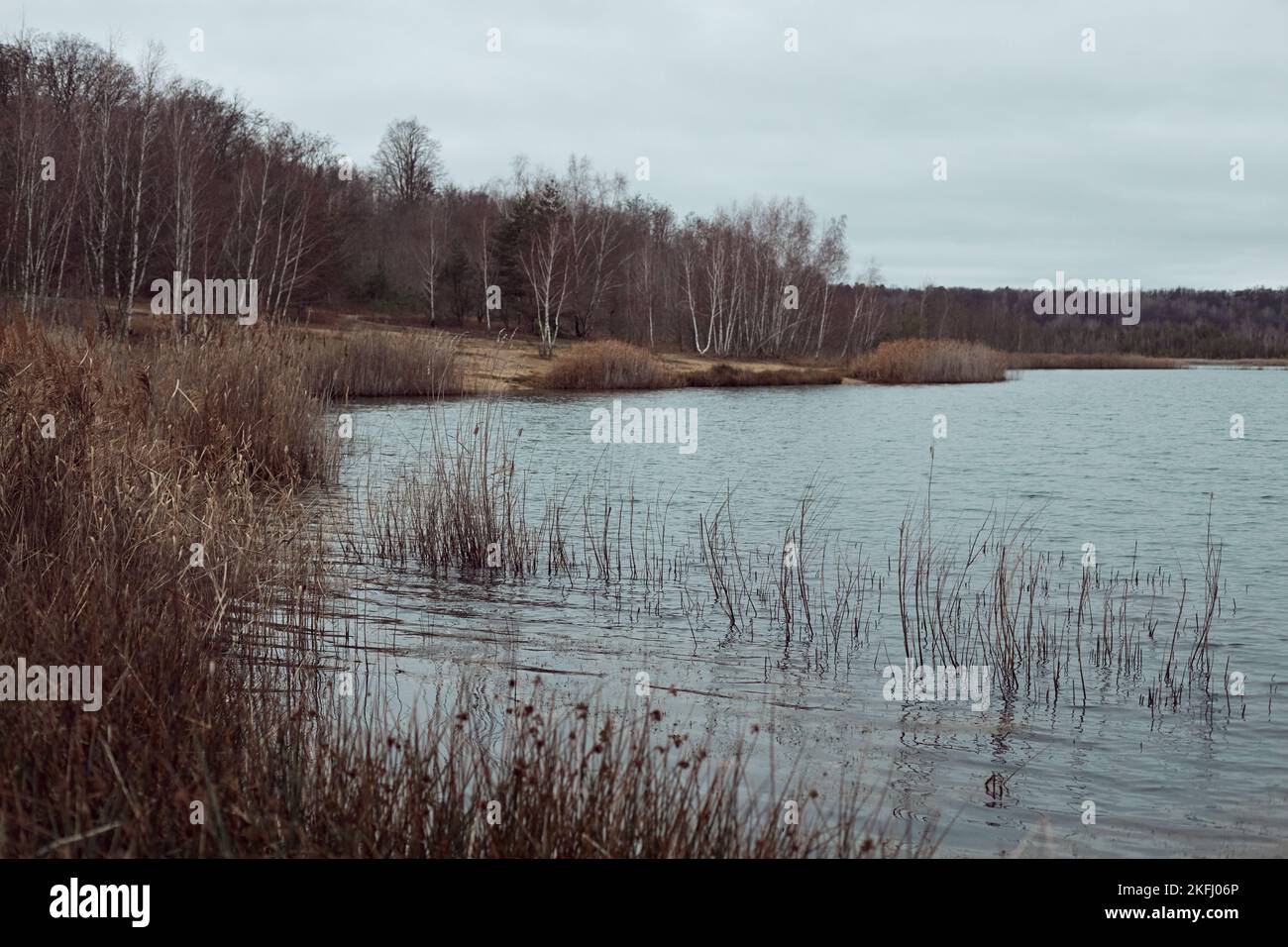 The phragmites australis grown in the wetland Stock Photo - Alamy