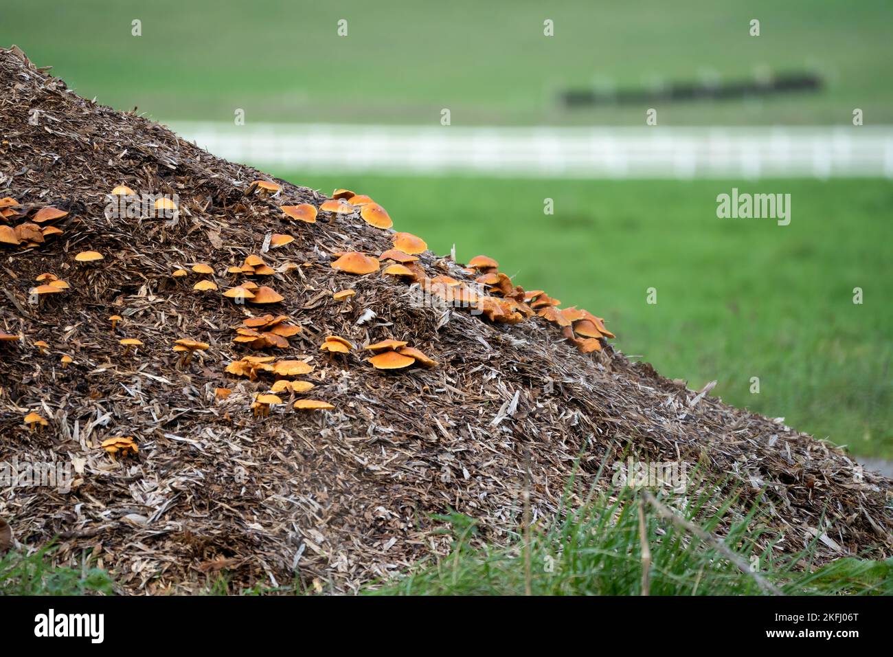 a large troop of Polypore mushroom (Meripilus giganteus) growing on a ...