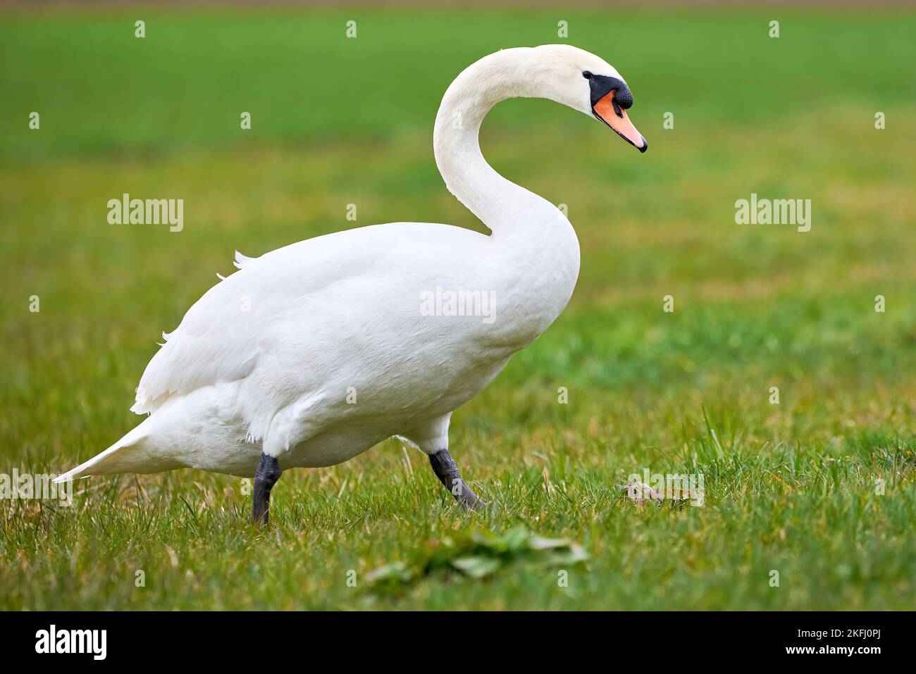 Mute swan on a field in spring season (Cygnus olor Stock Photo - Alamy