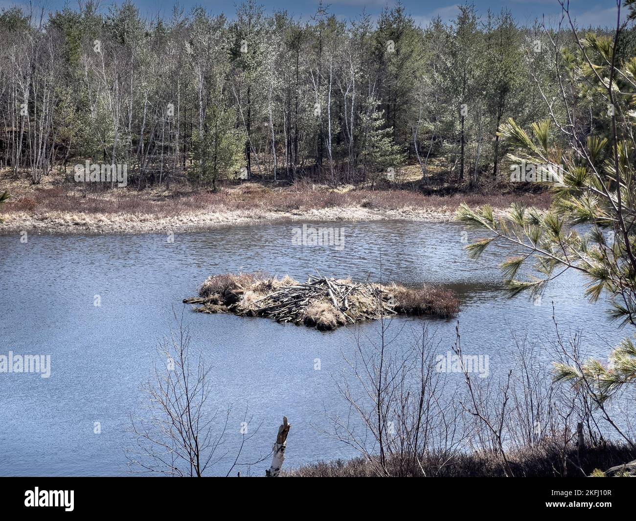 High angle view of woods over lake against lush trees growing in forest ...
