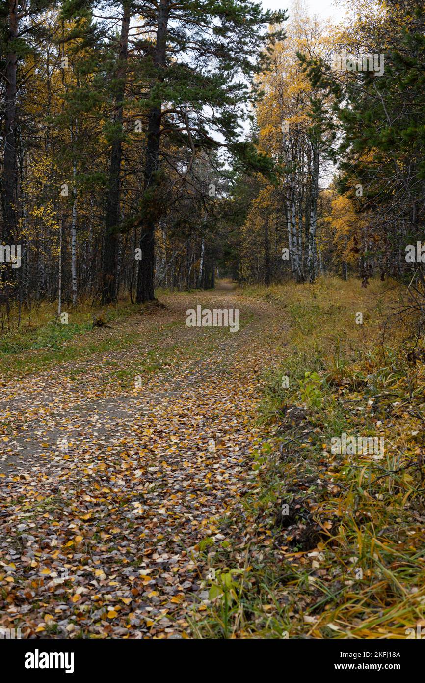 Autumn forest road on autumn background in October Stock Photo - Alamy