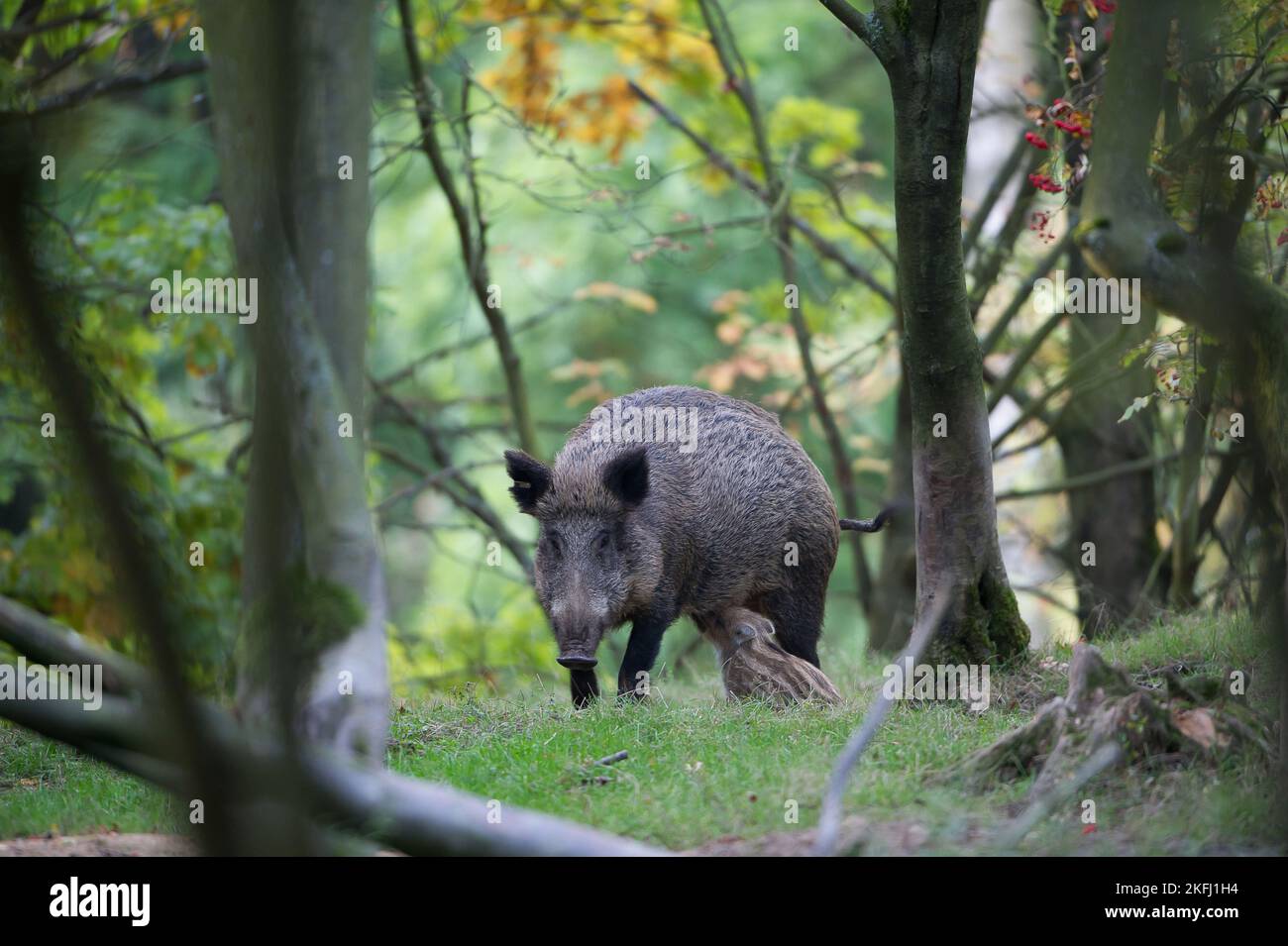 standing Wild Boars Stock Photo - Alamy
