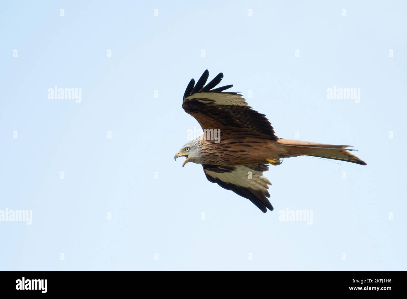flying Red Kite Stock Photo - Alamy