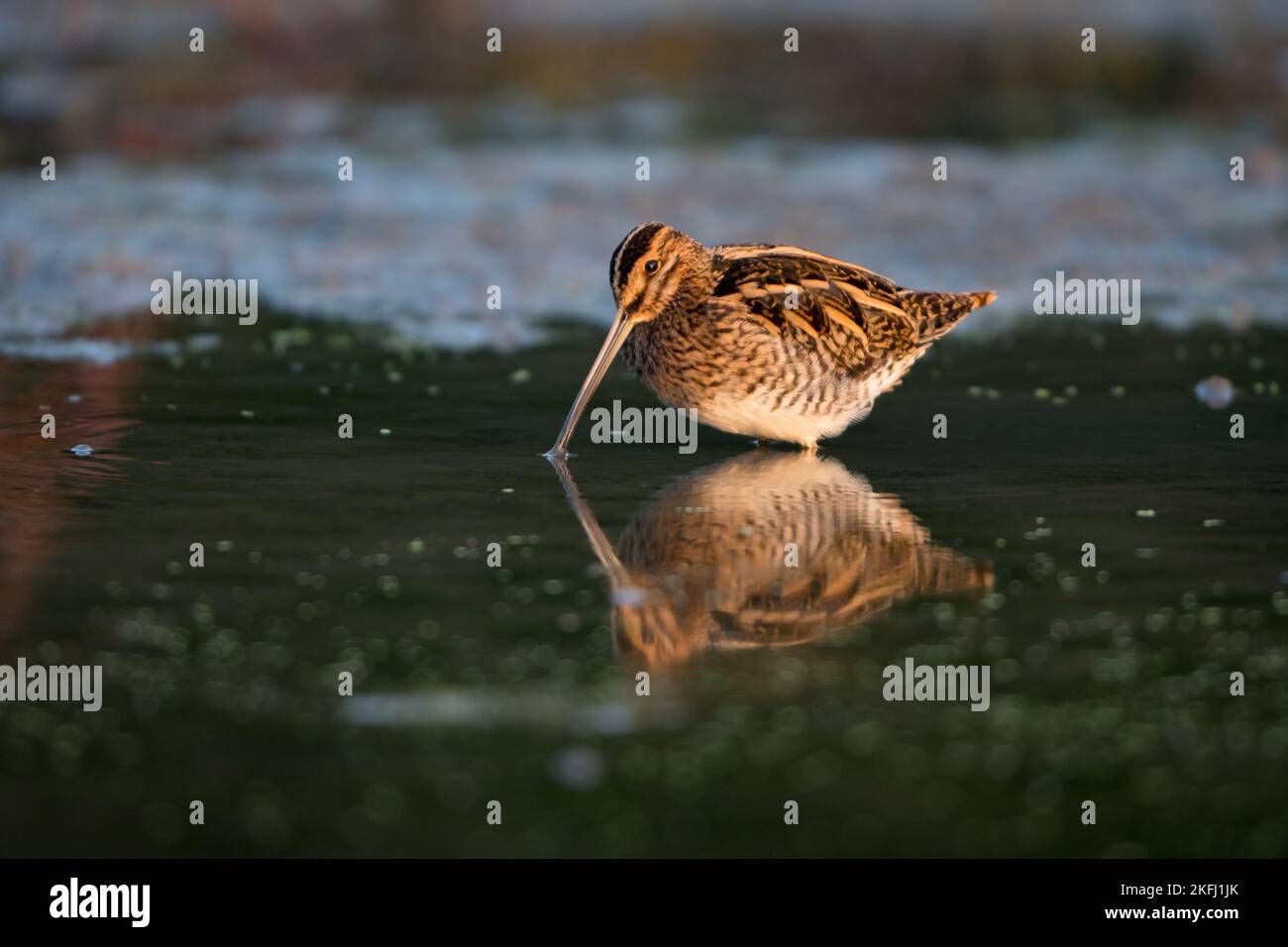 Bank snipes hi-res stock photography and images - Alamy