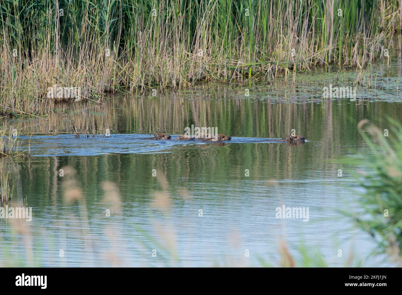 floating Wild Boars Stock Photo - Alamy