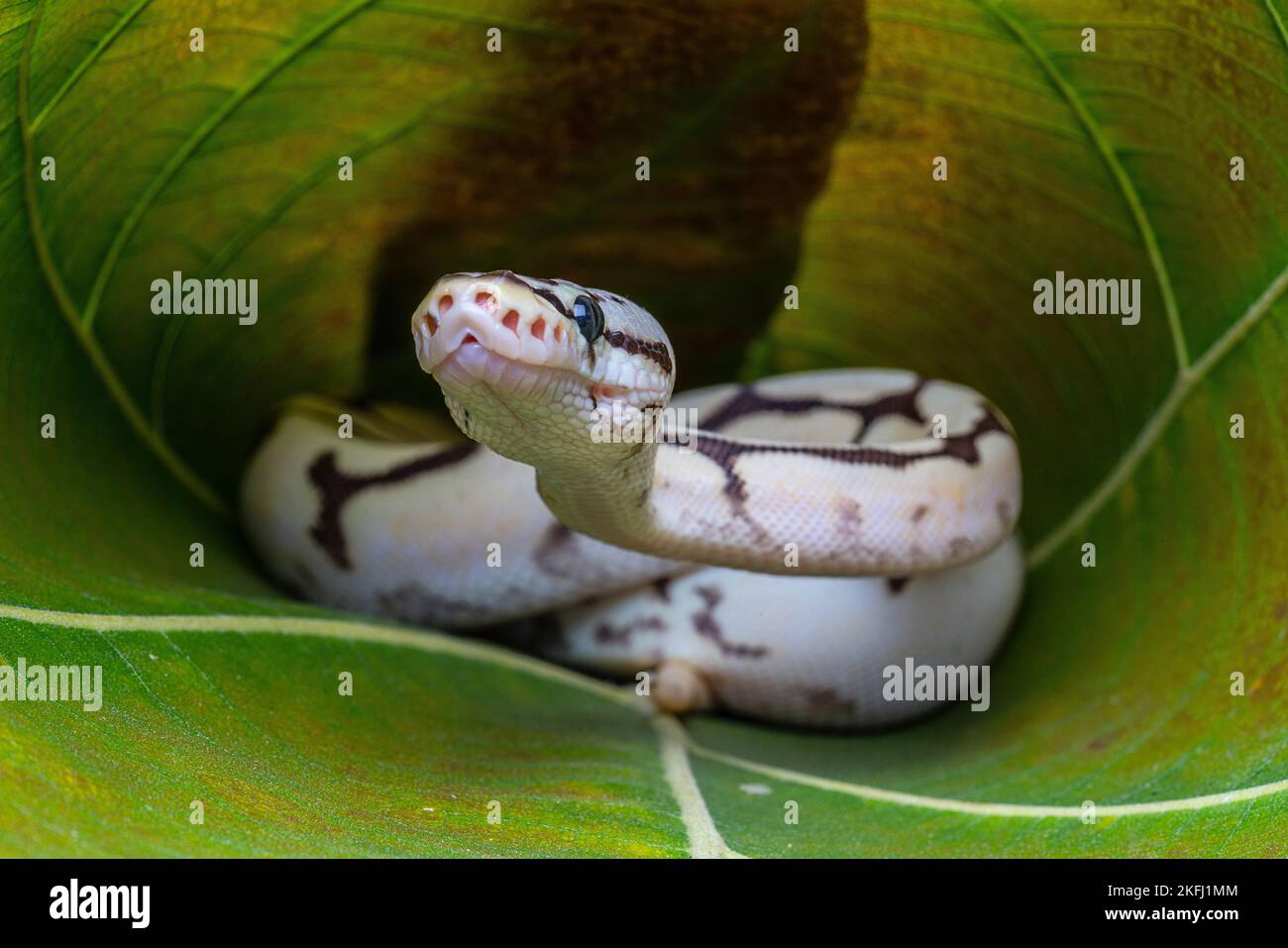 A closeup shot of a ball python (Python regius) on a green leaf Stock ...