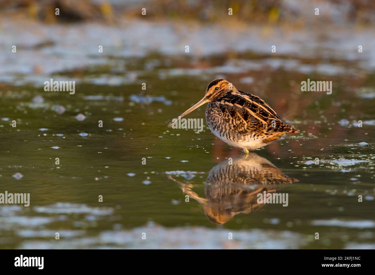 Bank snipe hi-res stock photography and images - Alamy