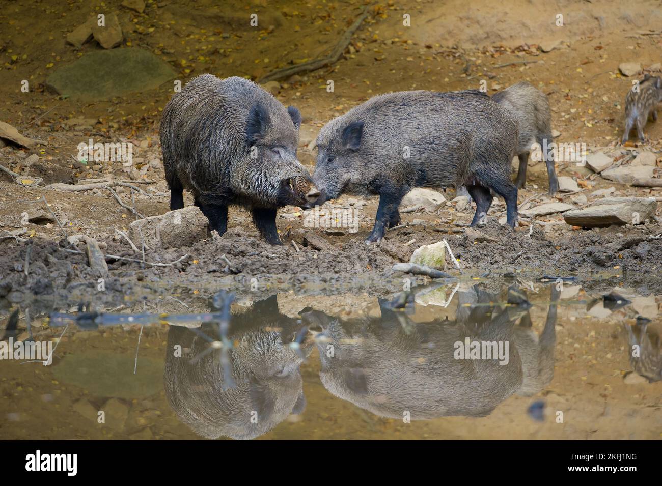 standing Wild Boars Stock Photo - Alamy