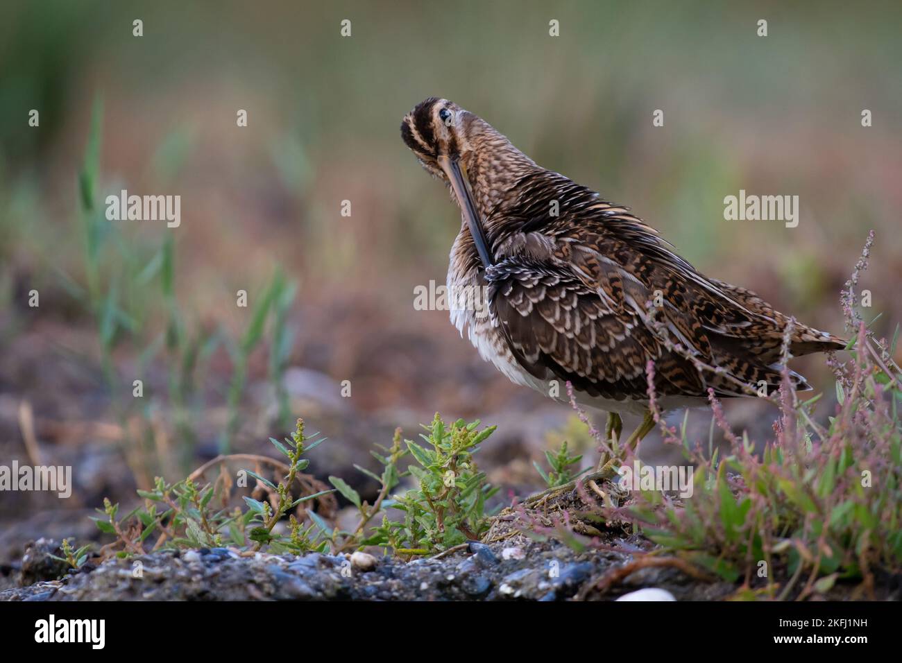Common river mussel hi-res stock photography and images - Alamy