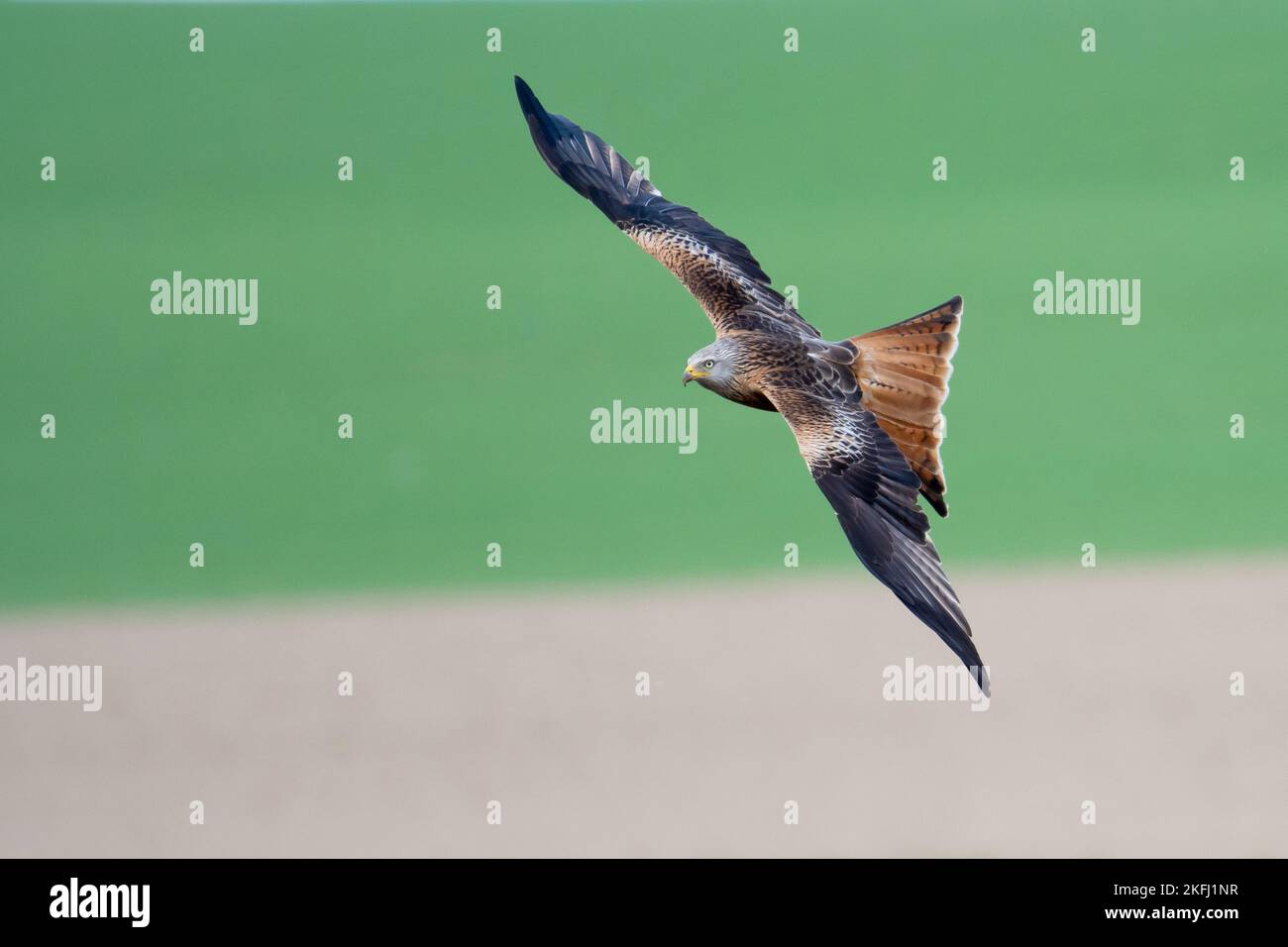 flying Red Kite Stock Photo - Alamy