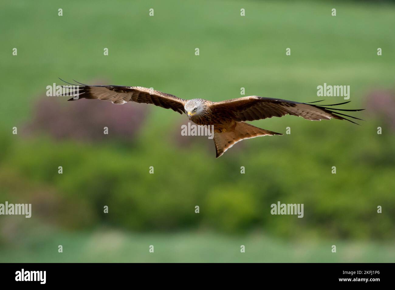 flying Red Kite Stock Photo - Alamy