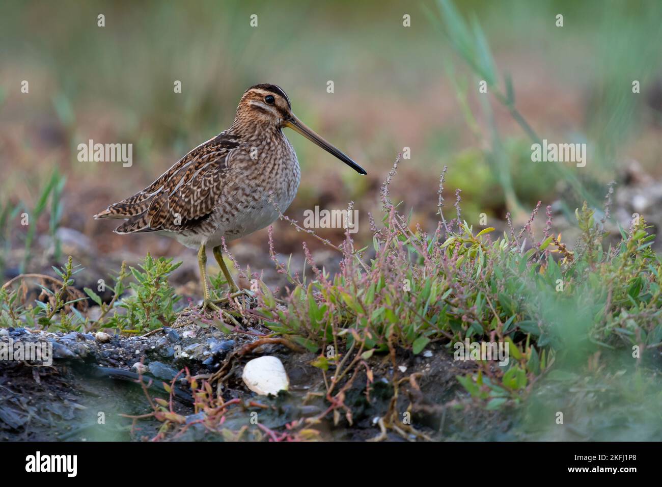 Snipe profile hi-res stock photography and images - Alamy