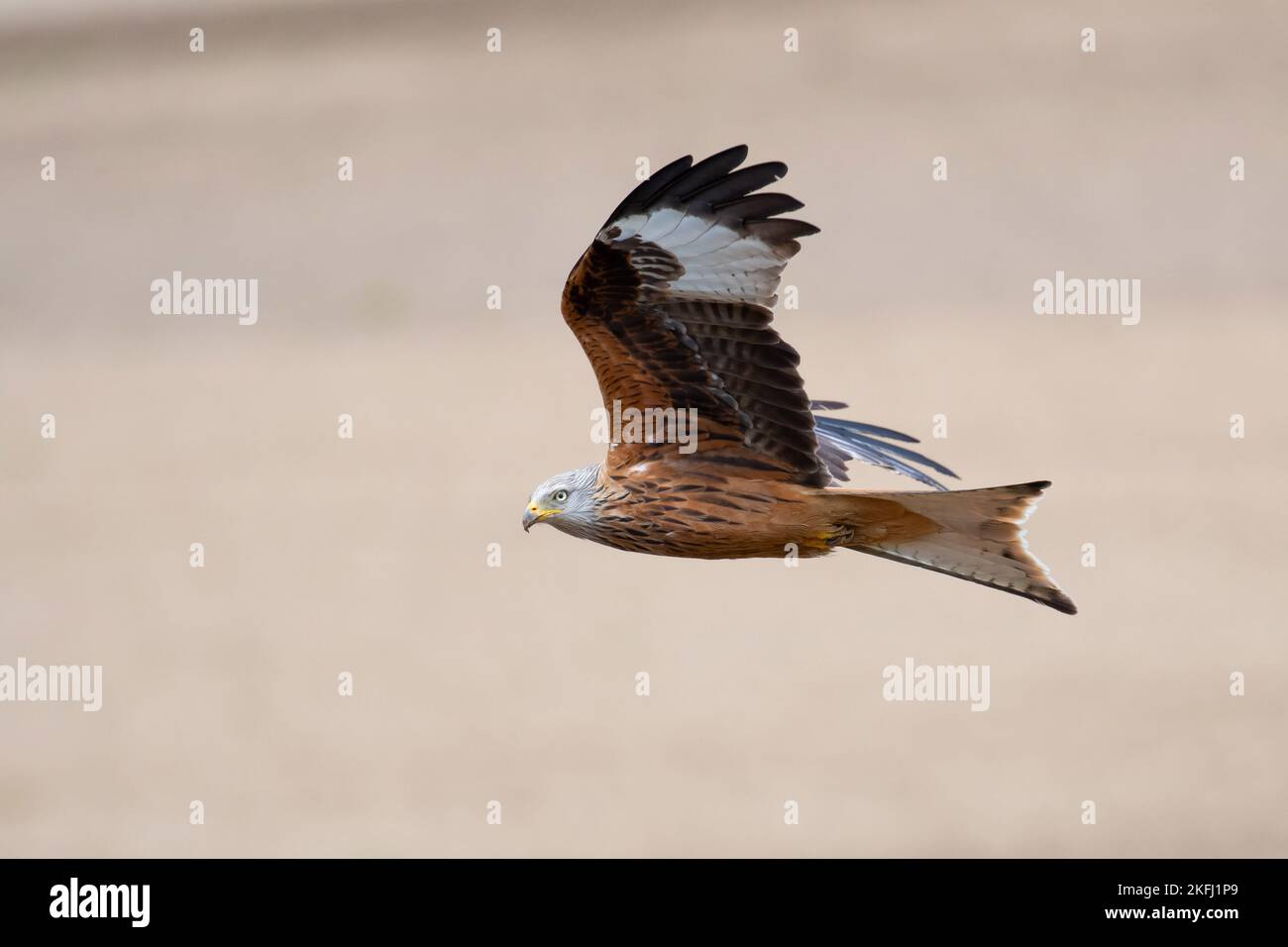flying Red Kite Stock Photo - Alamy