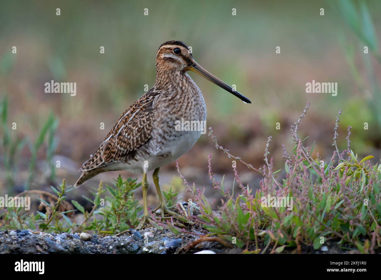 Snipe stands hi-res stock photography and images - Alamy