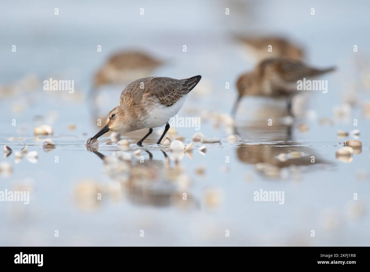Searching for sea shells hi-res stock photography and images - Alamy