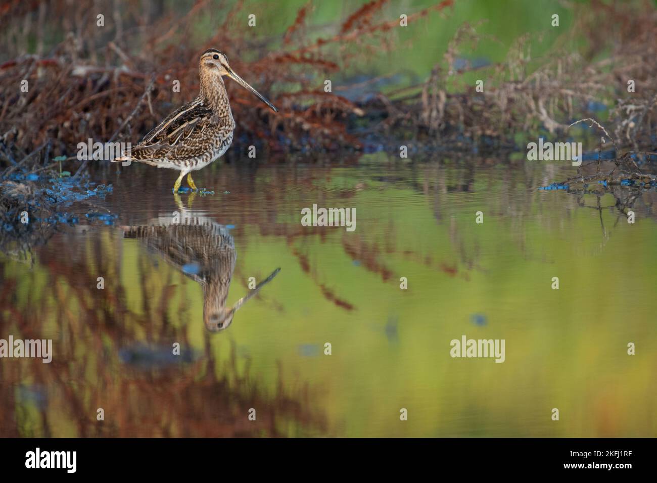 Snipe profile hi-res stock photography and images - Alamy