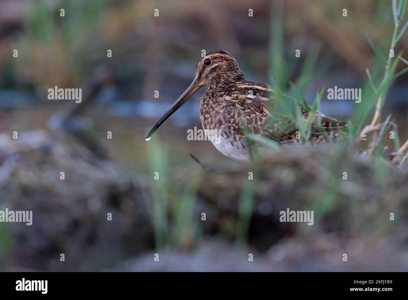 Snipe profile hi-res stock photography and images - Alamy