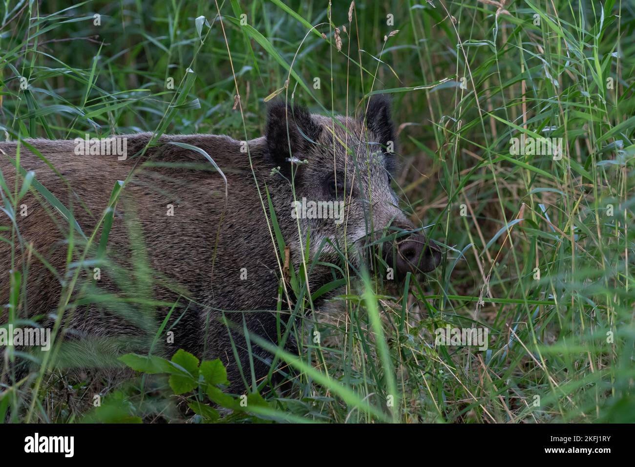 standing Wild Boar Stock Photo - Alamy