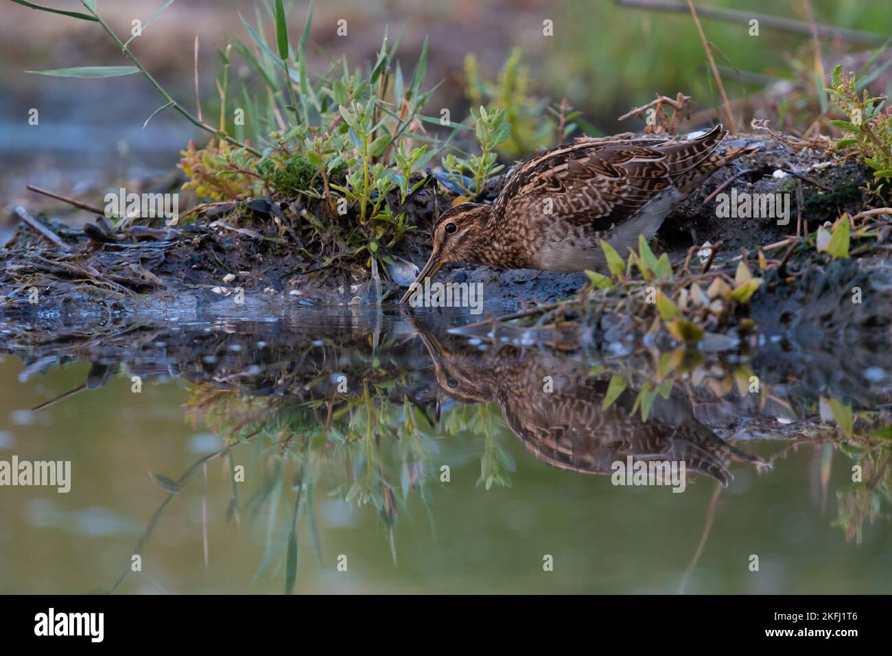 Common river mussel hi-res stock photography and images - Alamy