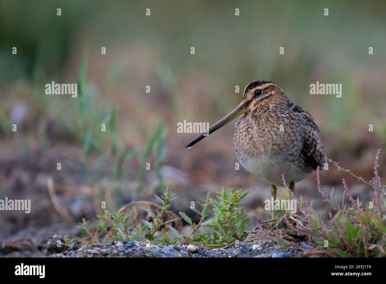 Fantail snipes hi-res stock photography and images - Alamy