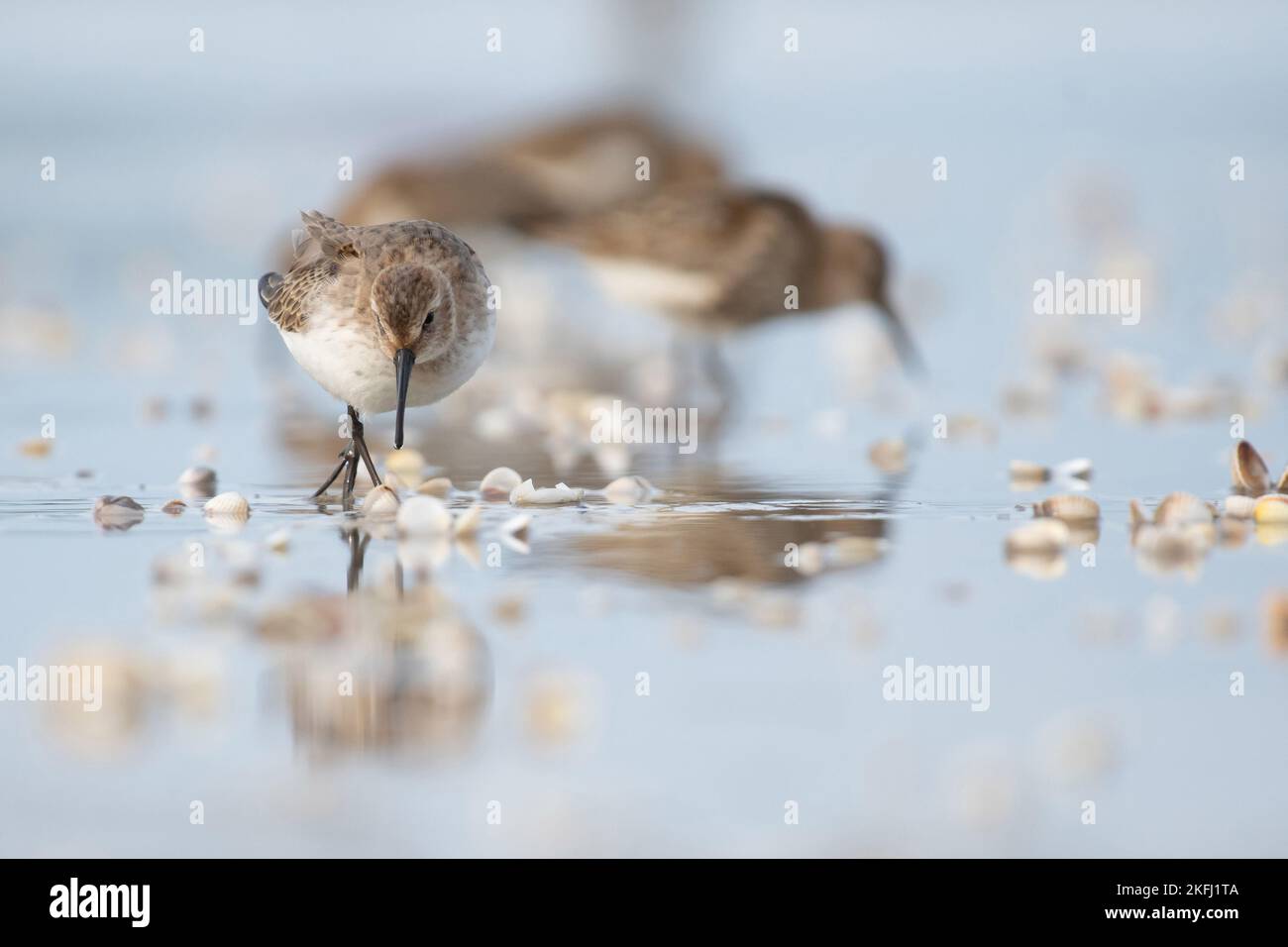 Dunlins walking hi-res stock photography and images - Alamy