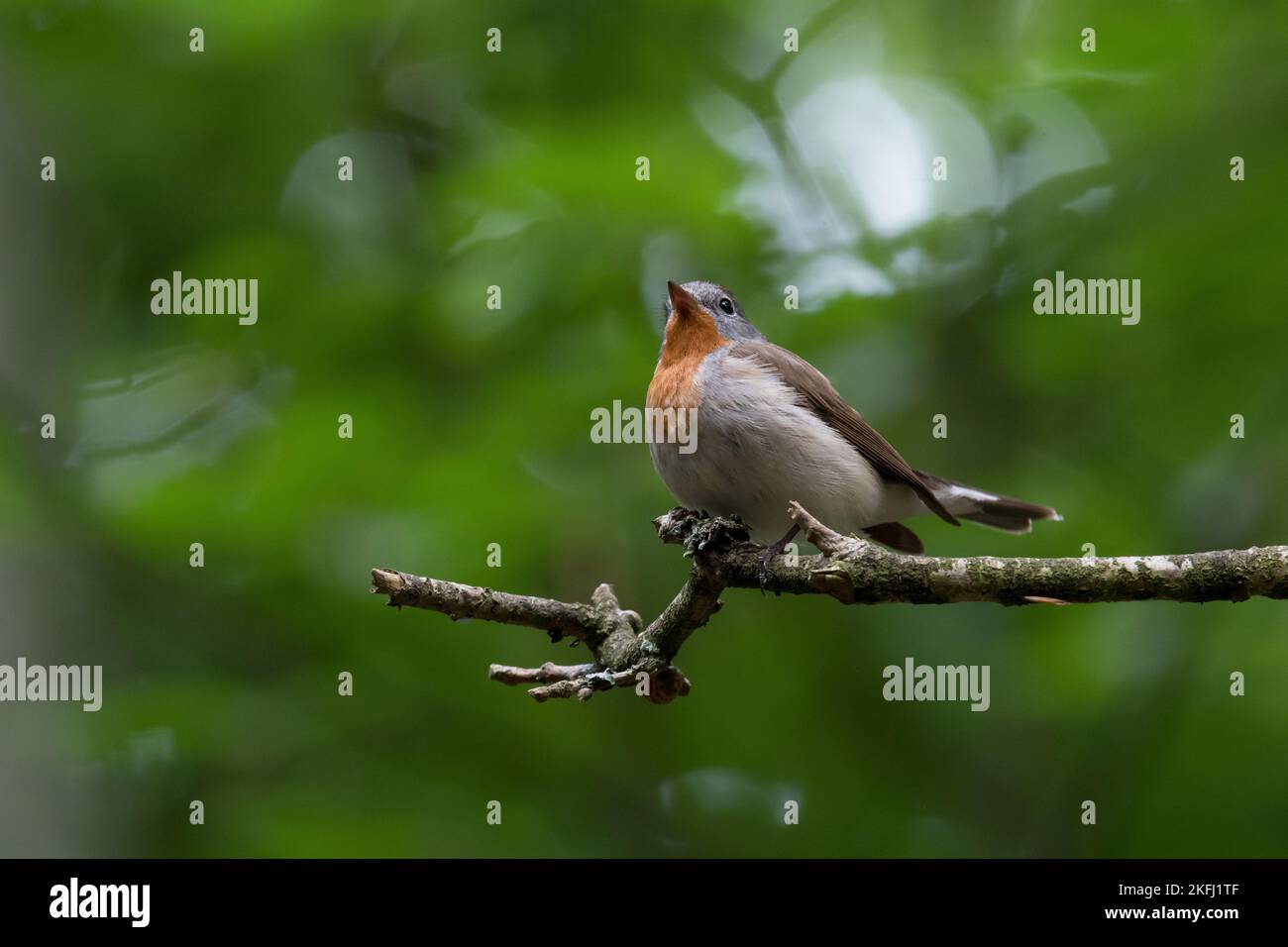 Male red breasted flycatcher hi-res stock photography and images - Alamy