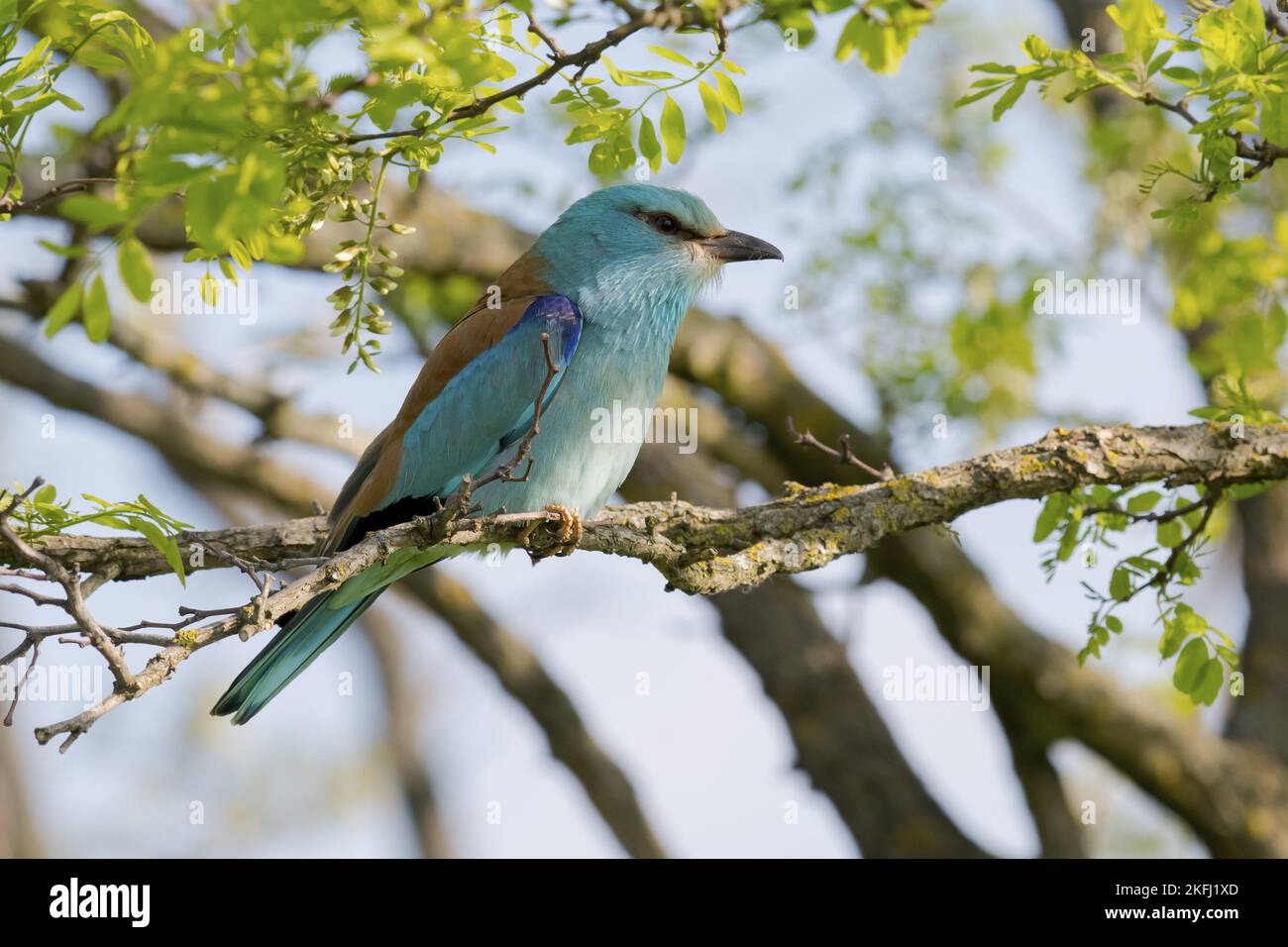 blue roller sits on branch Stock Photo - Alamy