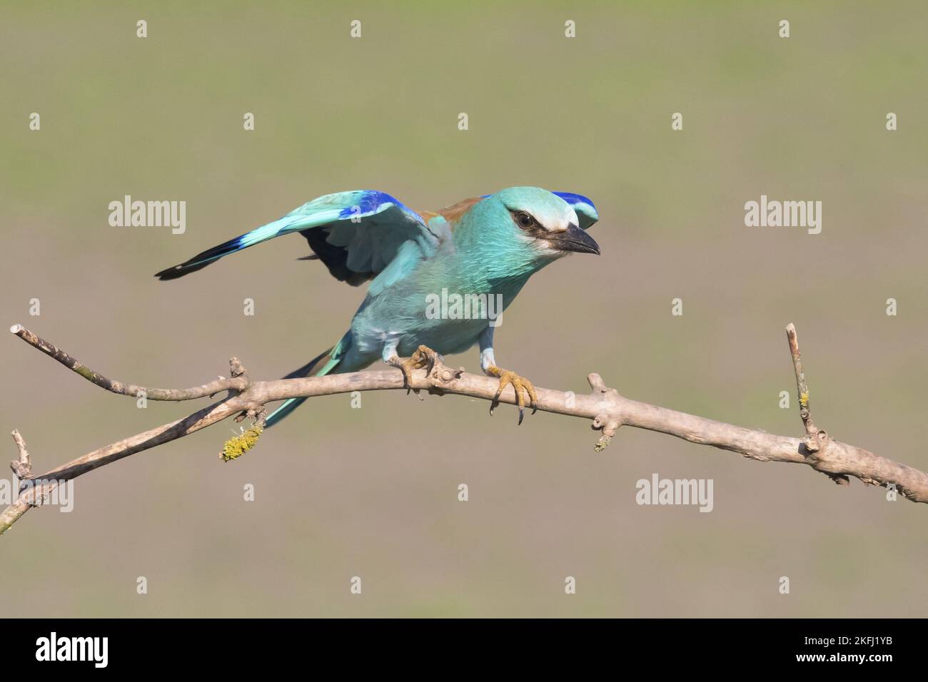 Wing of a european roller hi-res stock photography and images - Alamy
