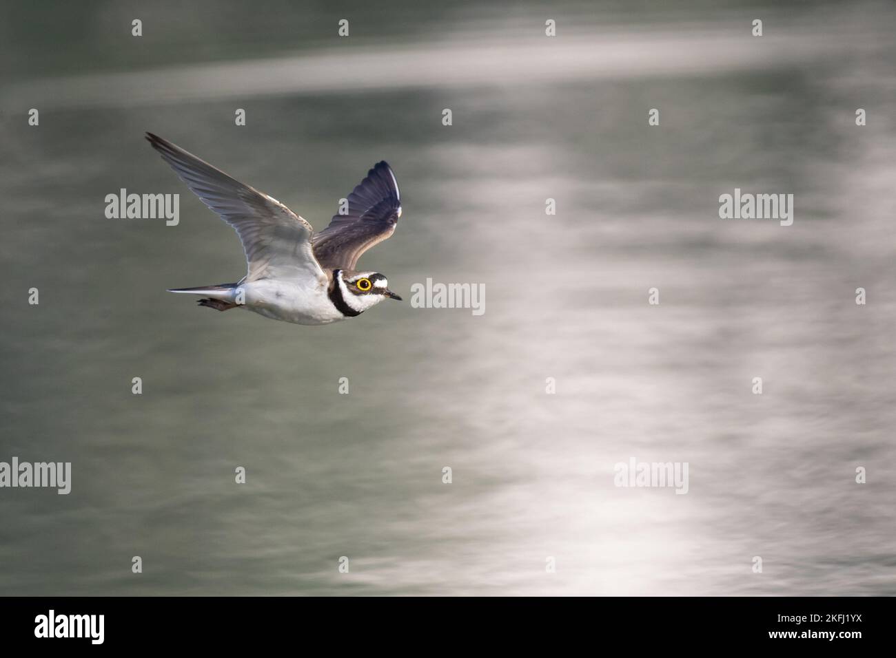 flying Little Ringed Plover Stock Photo - Alamy