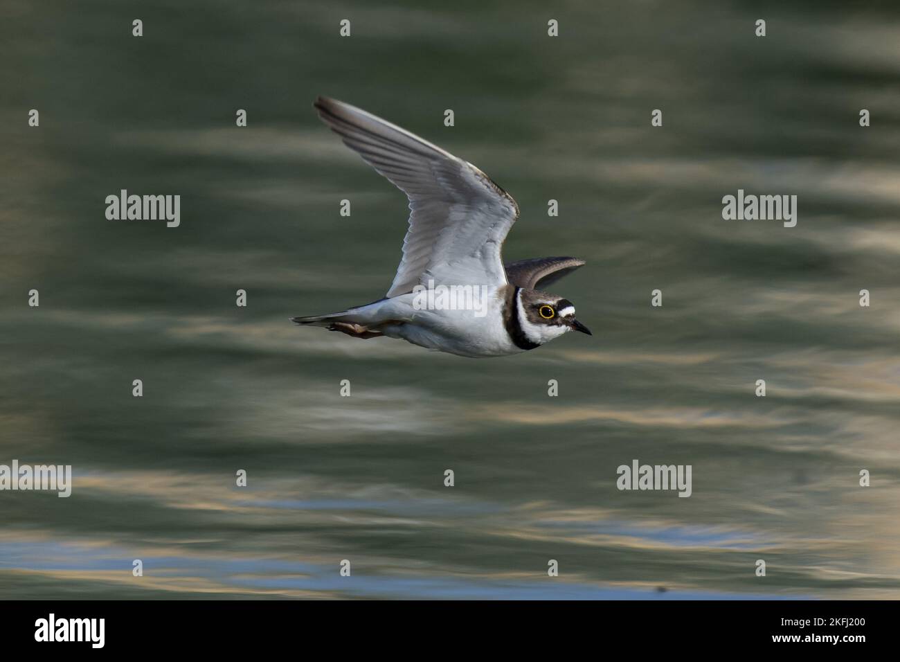flying Little Ringed Plover Stock Photo - Alamy
