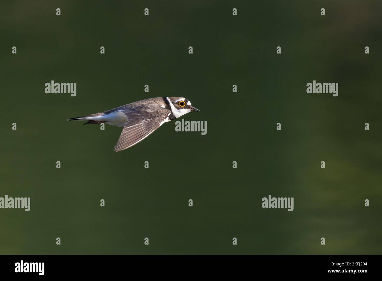 flying Little Ringed Plover Stock Photo - Alamy
