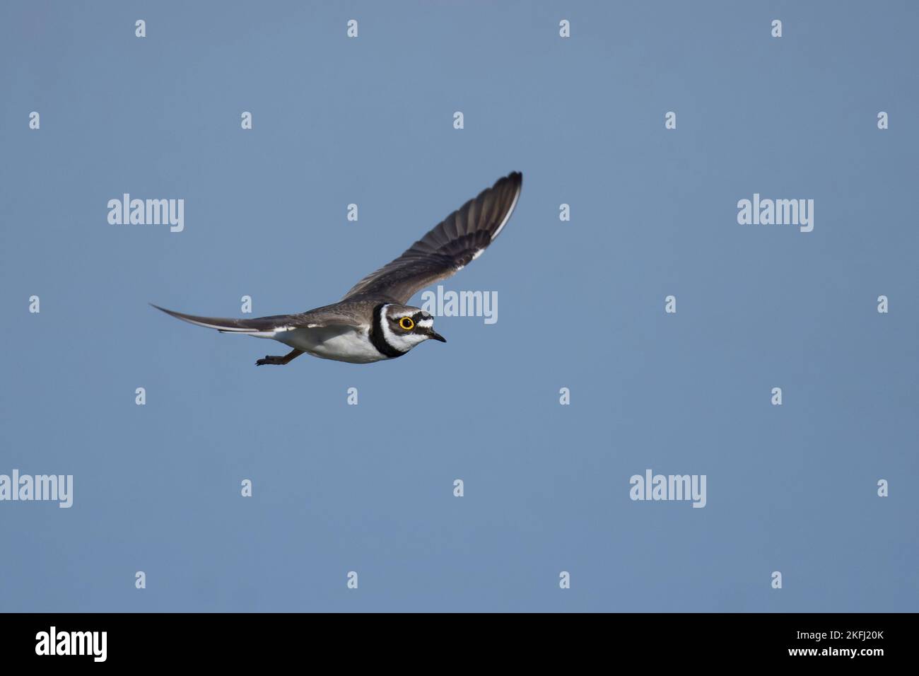 flying Little Ringed Plover Stock Photo - Alamy